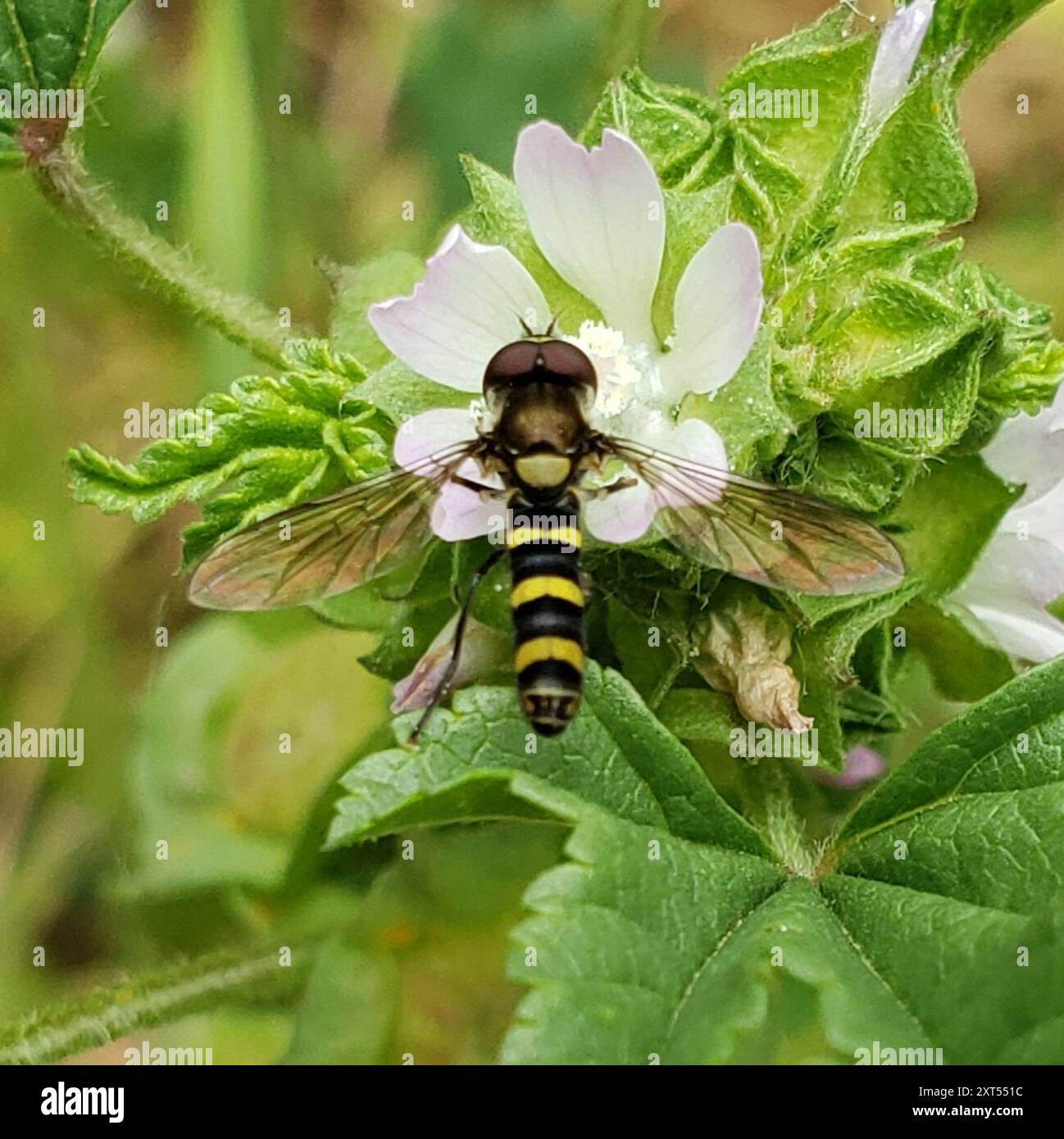 Diamond Spottail (Fazia micrura) Insecta Stock Photo - Alamy