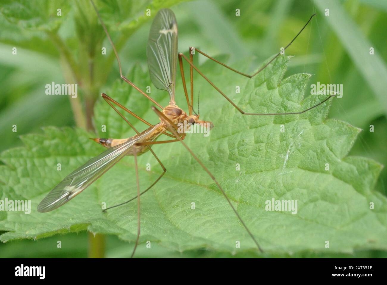 Typical Crane Flies (Tipuloidea) Insecta Stock Photo - Alamy