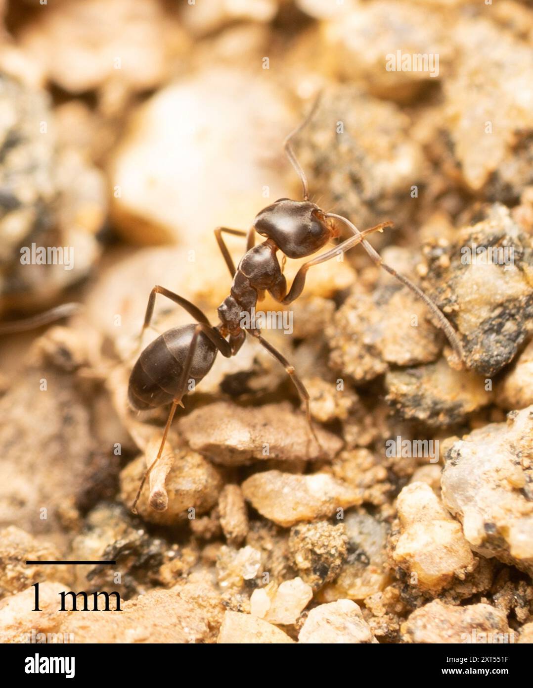 Pyramid Ants (Dorymyrmex) Insecta Stock Photo - Alamy