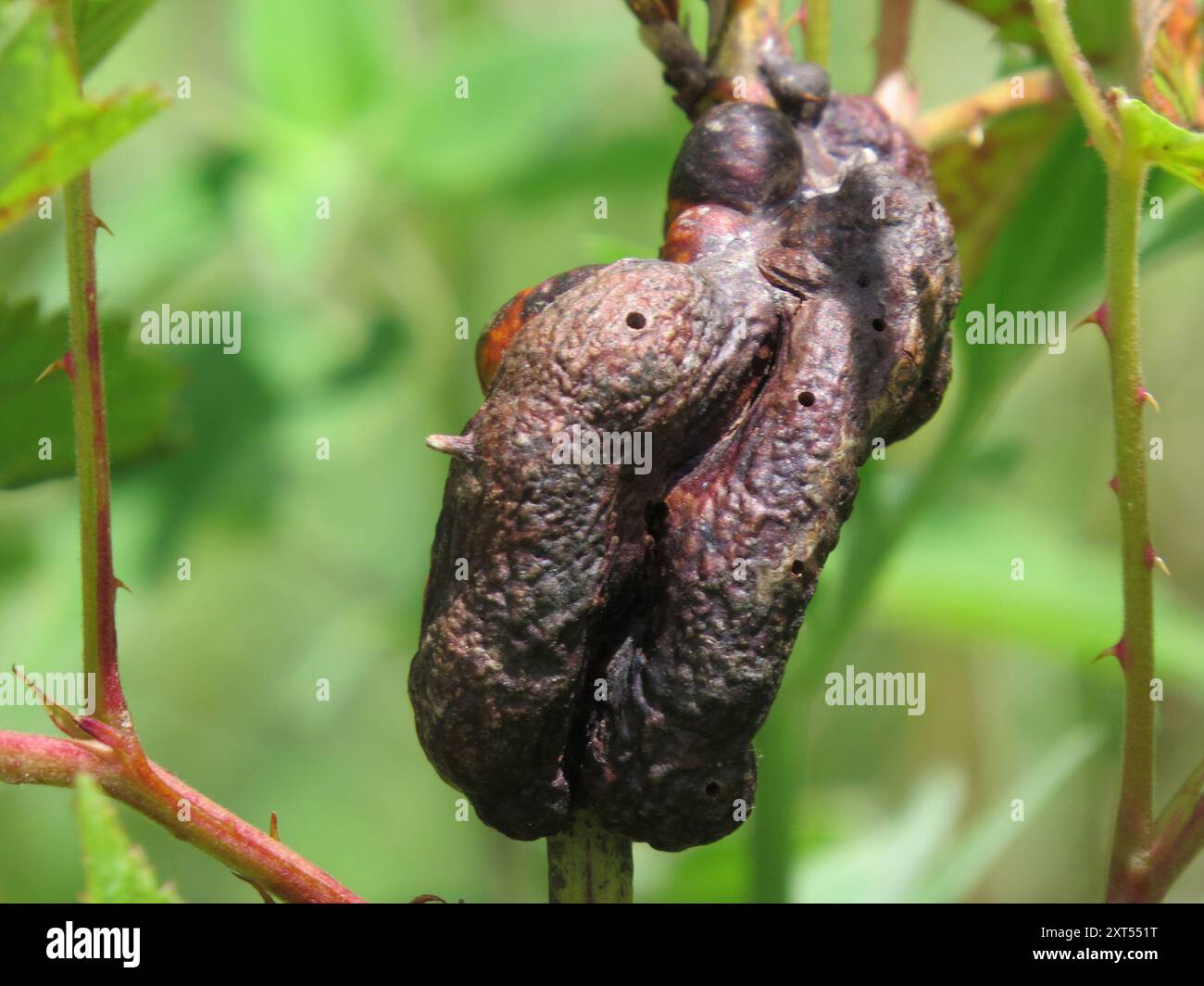 Blackberry Knot Gall Wasp (Diastrophus nebulosus) Insecta Stock Photo ...