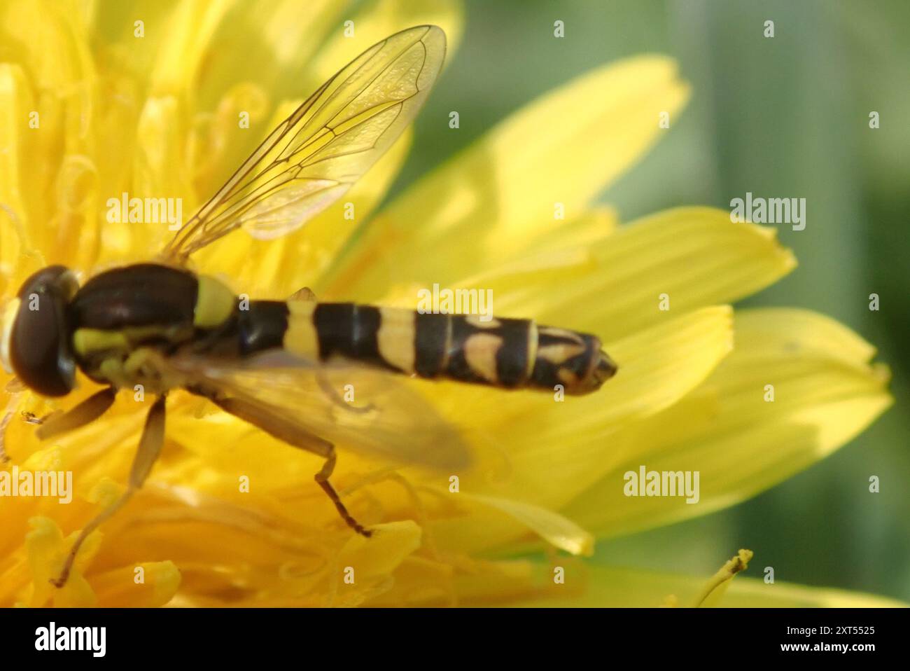 Common Globetail (Sphaerophoria scripta) Insecta Stock Photo - Alamy