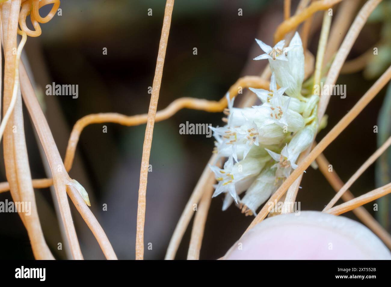 Canyon Dodder (Cuscuta subinclusa) Plantae Stock Photo - Alamy