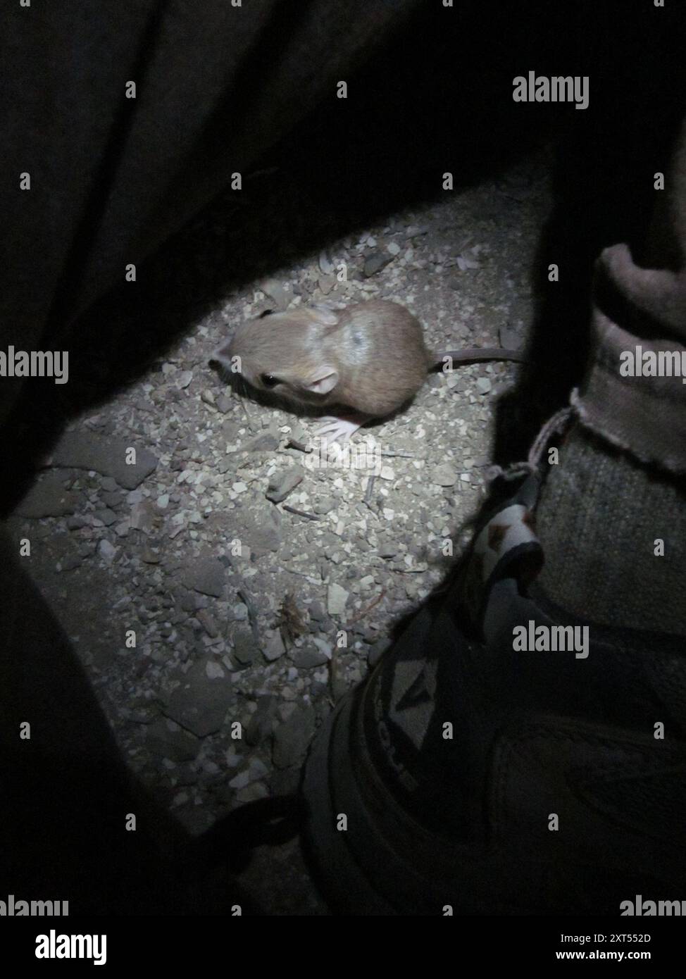 Kangaroo Rats (Dipodomys) Mammalia Stock Photo - Alamy