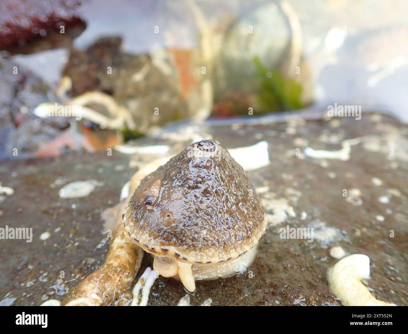 Rough Keyhole Limpet (Diodora aspera) Mollusca Stock Photo - Alamy