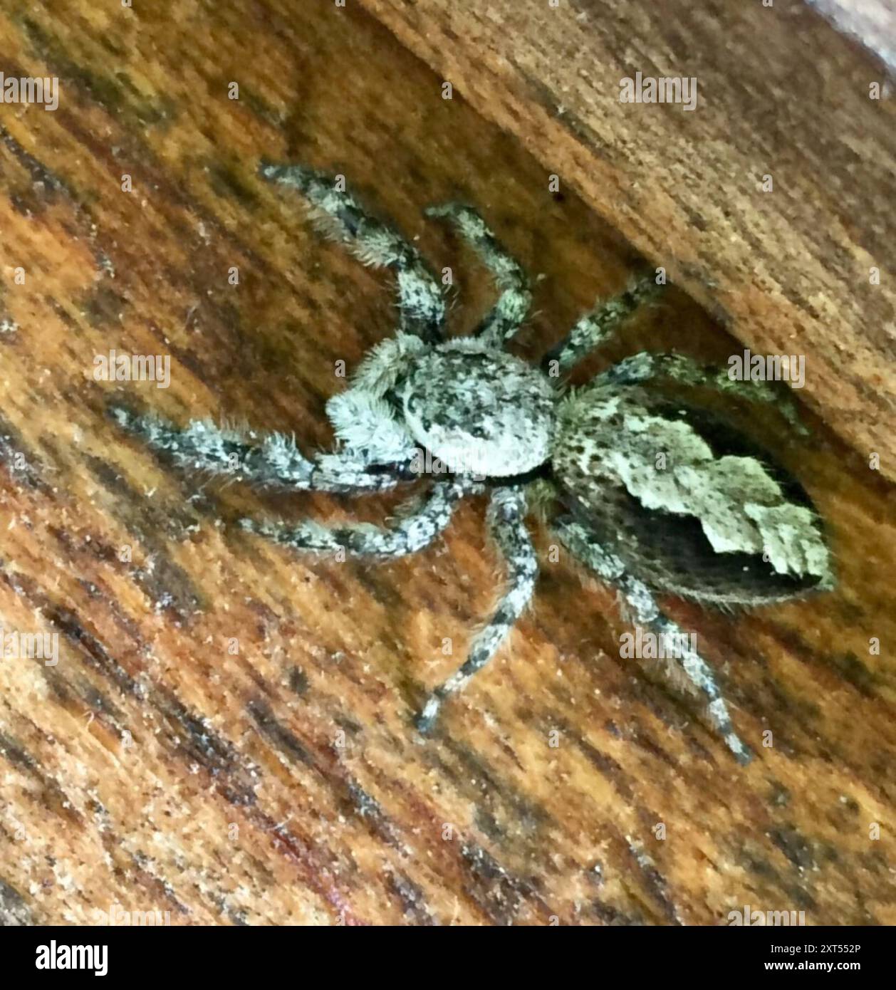 Tan Jumping Spider (Platycryptus undatus) Arachnida Stock Photo - Alamy