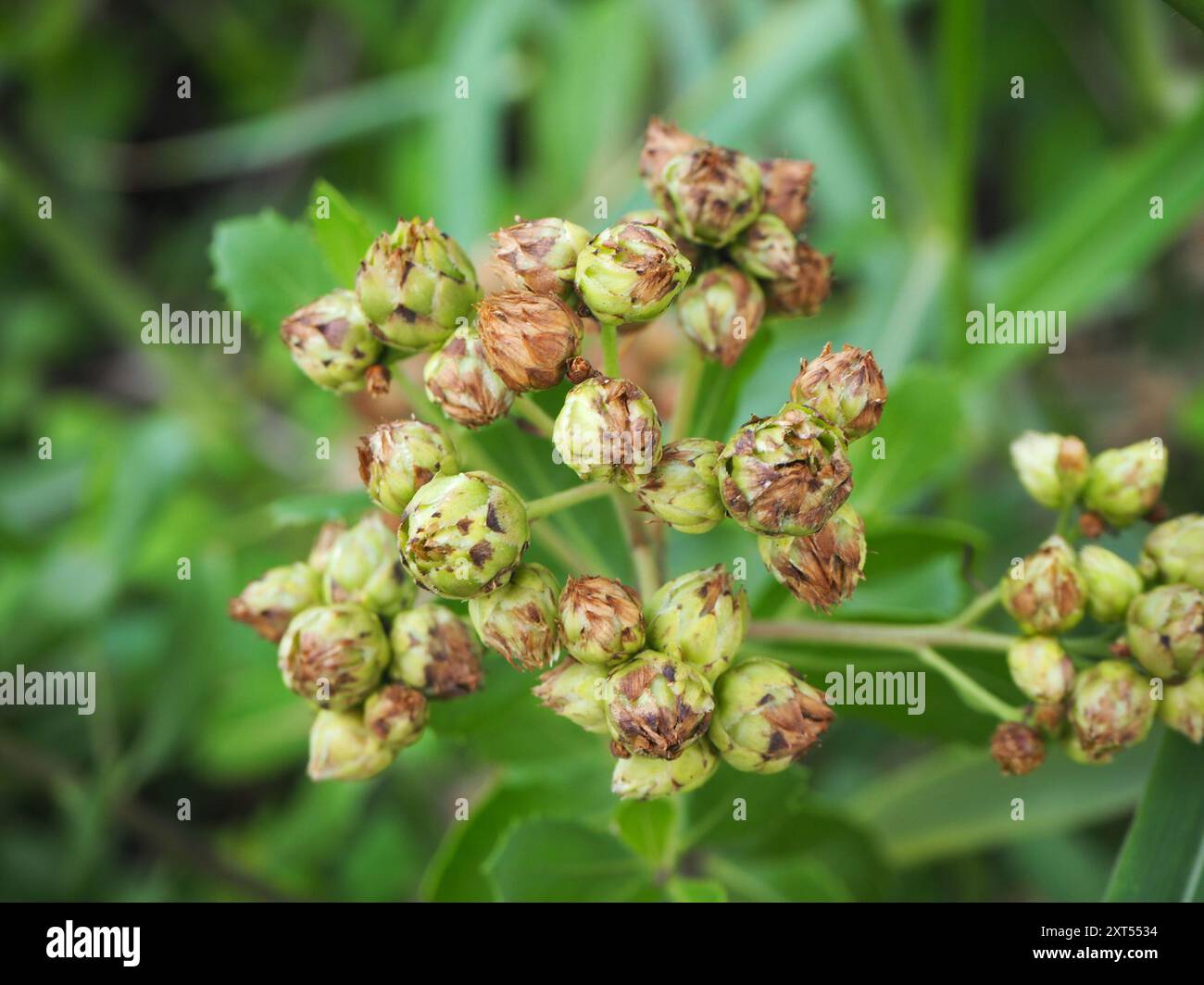 Indian marsh fleabane (Pluchea indica) Plantae Stock Photo - Alamy