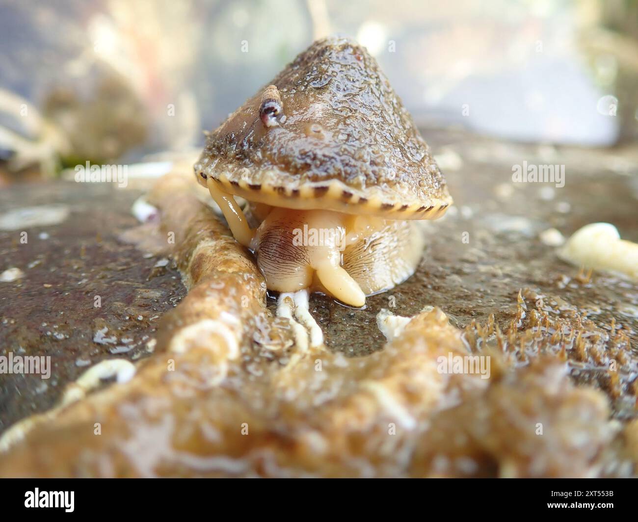 Rough Keyhole Limpet (Diodora aspera) Mollusca Stock Photo - Alamy