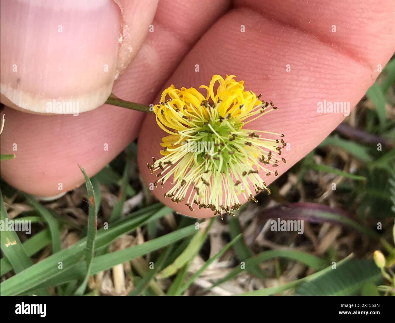 Tropical puff (Neptunia pubescens) Plantae Stock Photo - Alamy