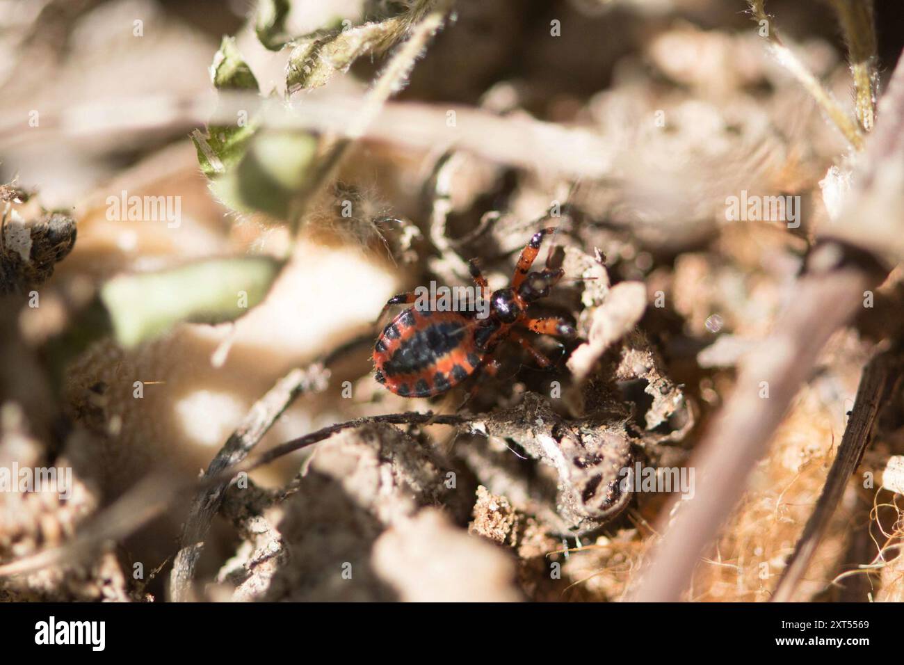 Flower Assassin Bugs (Rhynocoris) Insecta Stock Photo - Alamy
