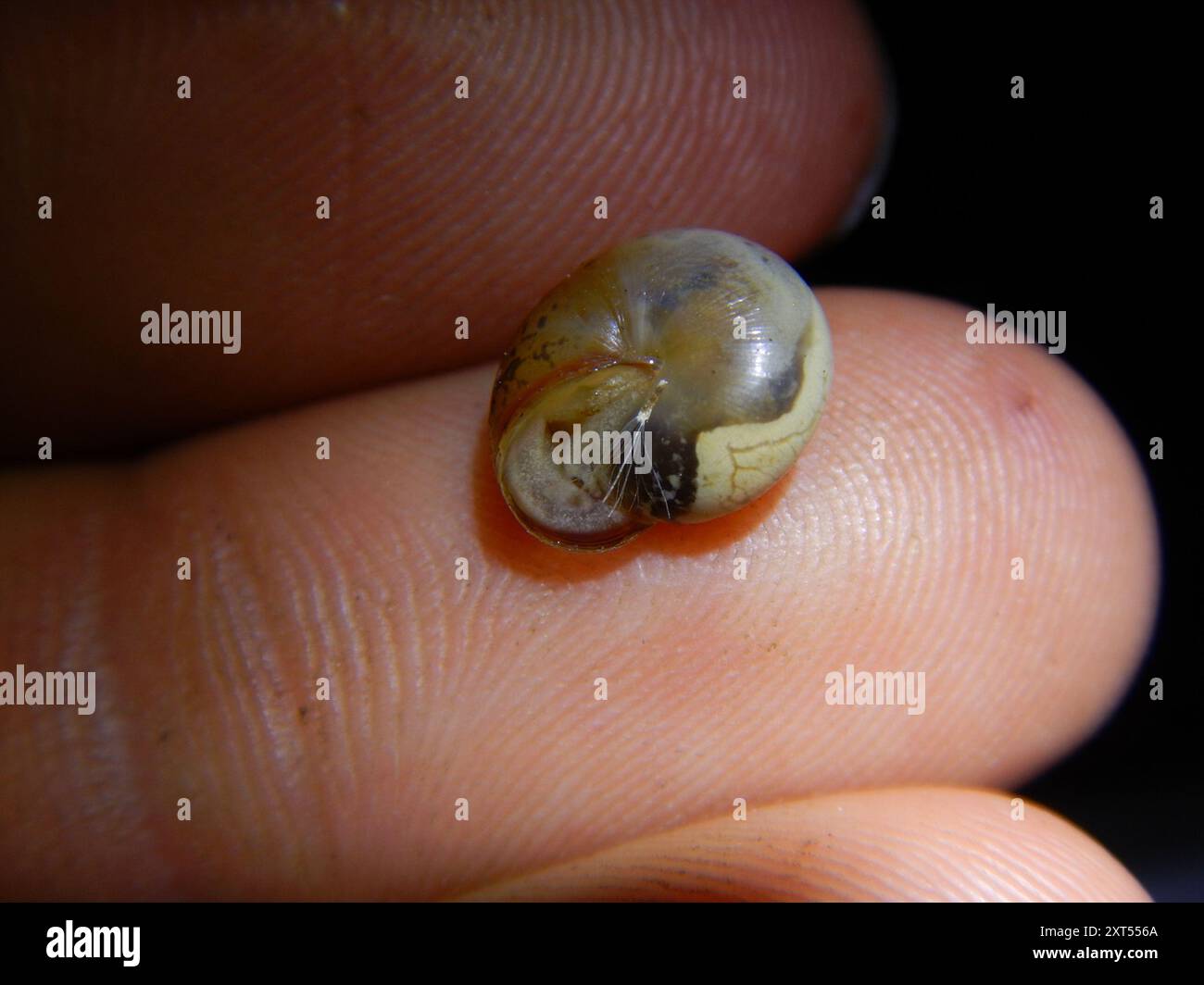 Monacha cartusiana hi-res stock photography and images - Alamy