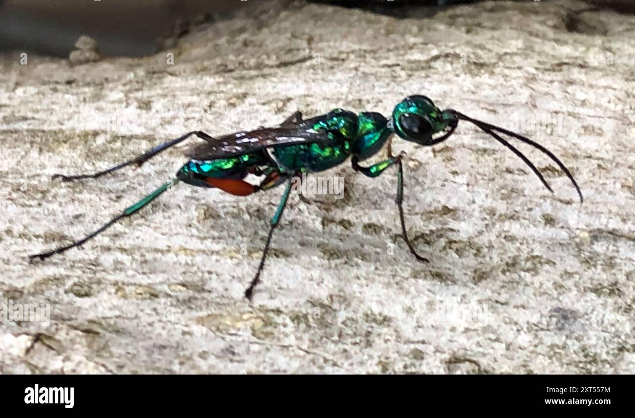 Emerald Cockroach Wasp (Ampulex compressa) Insecta Stock Photo - Alamy