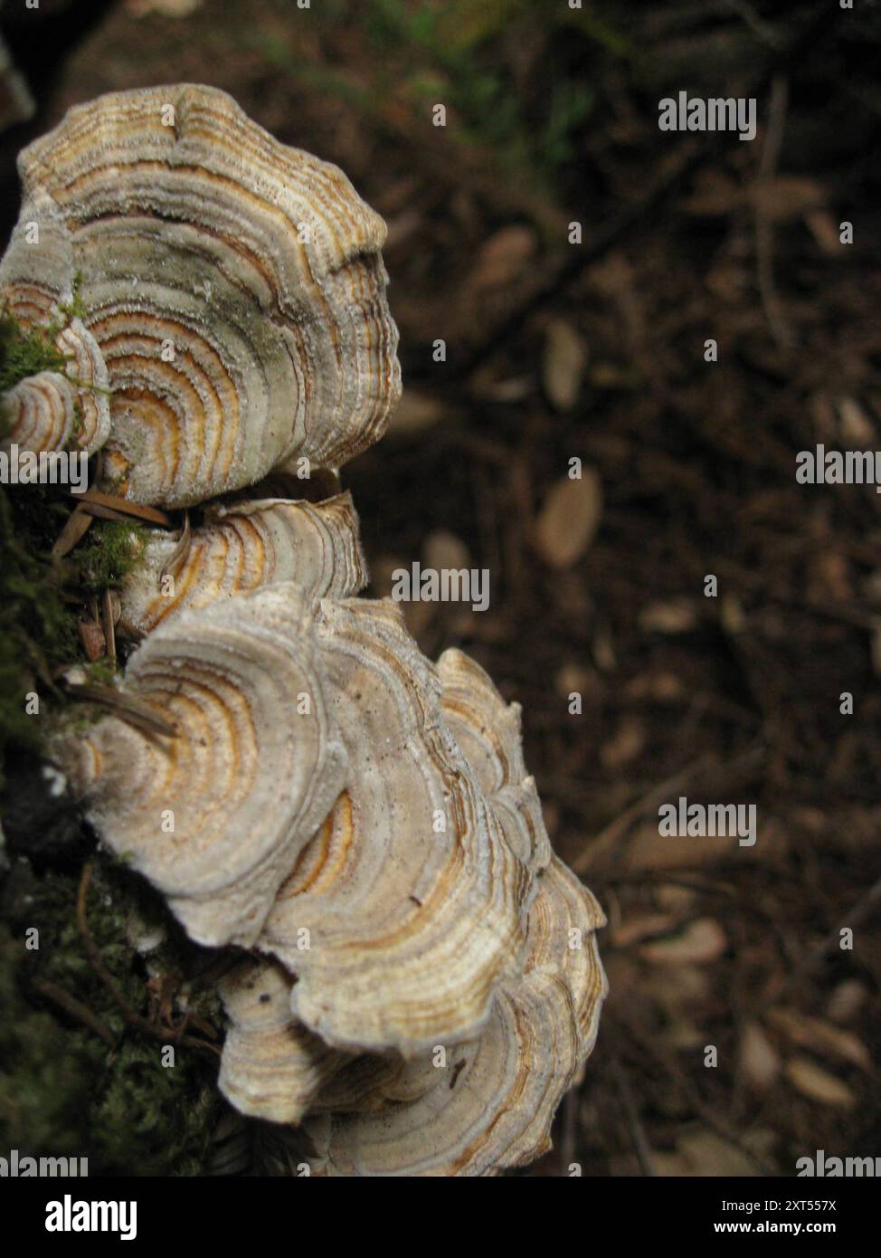 turkey-tail (Trametes versicolor) Fungi Stock Photo - Alamy