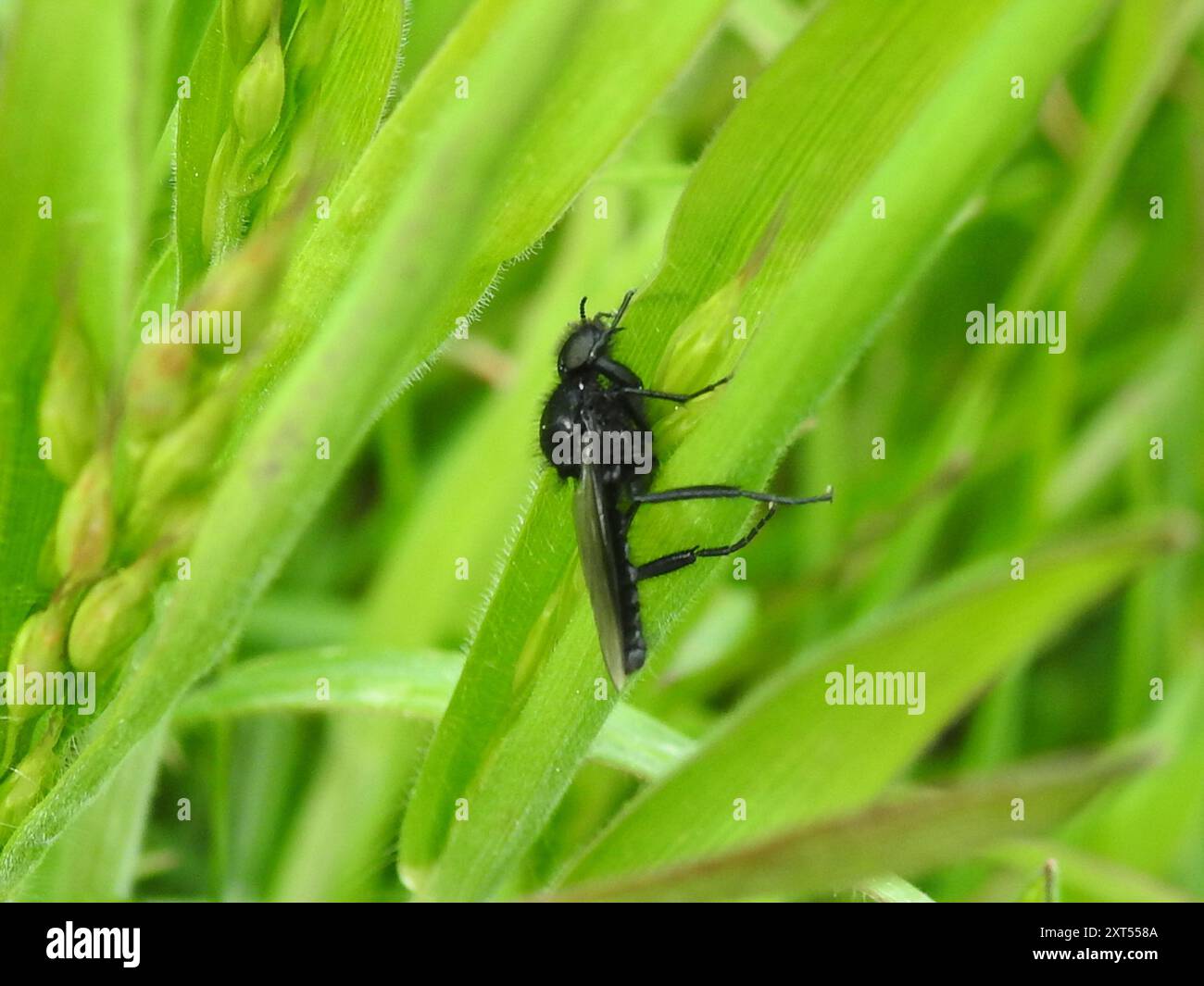March Flies (Bibionidae) Insecta Stock Photo - Alamy