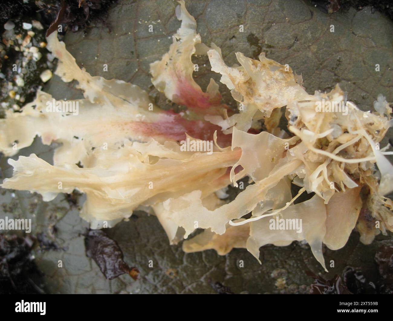 Grape Tongue (Cryptopleura ruprechtiana) Plantae Stock Photo - Alamy