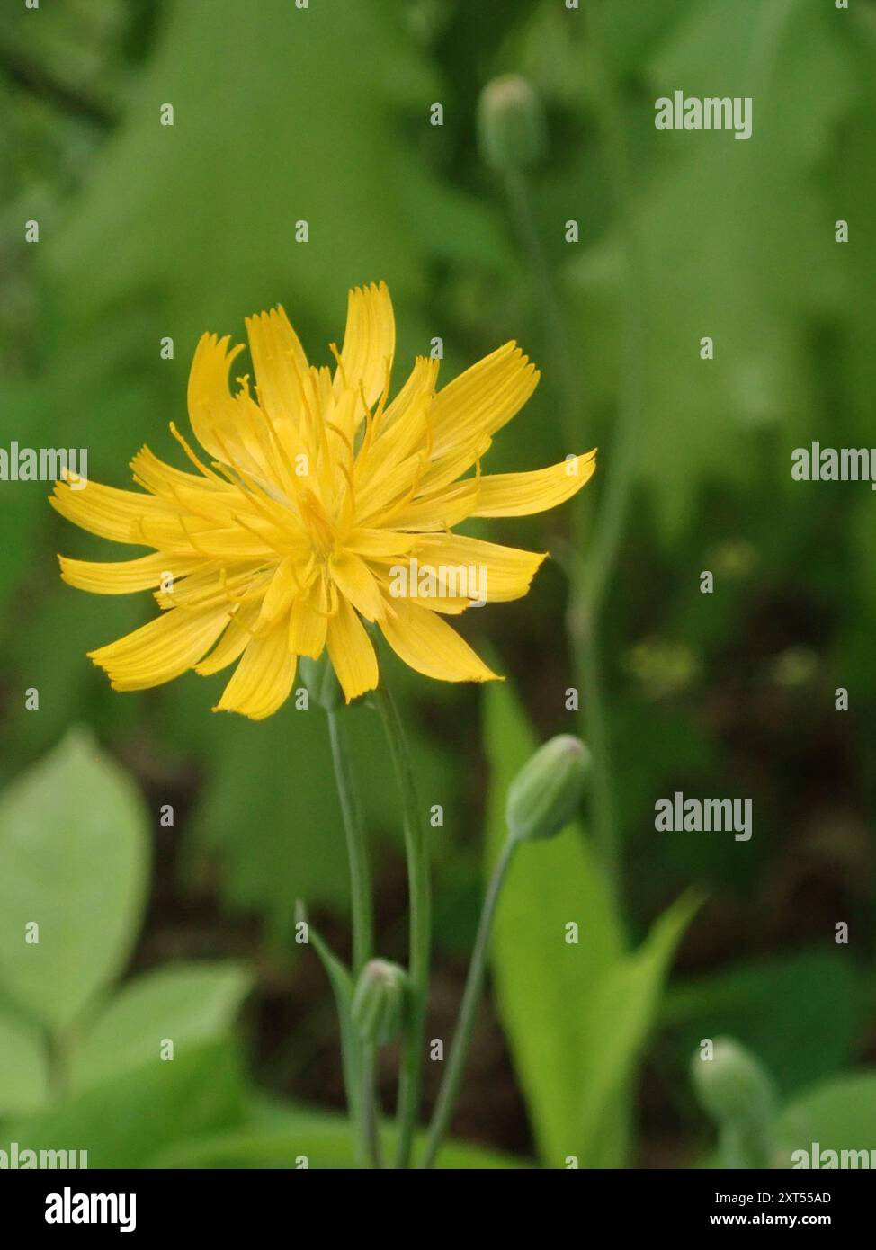Two-flower Dwarf-dandelion (Krigia biflora) Plantae Stock Photo - Alamy