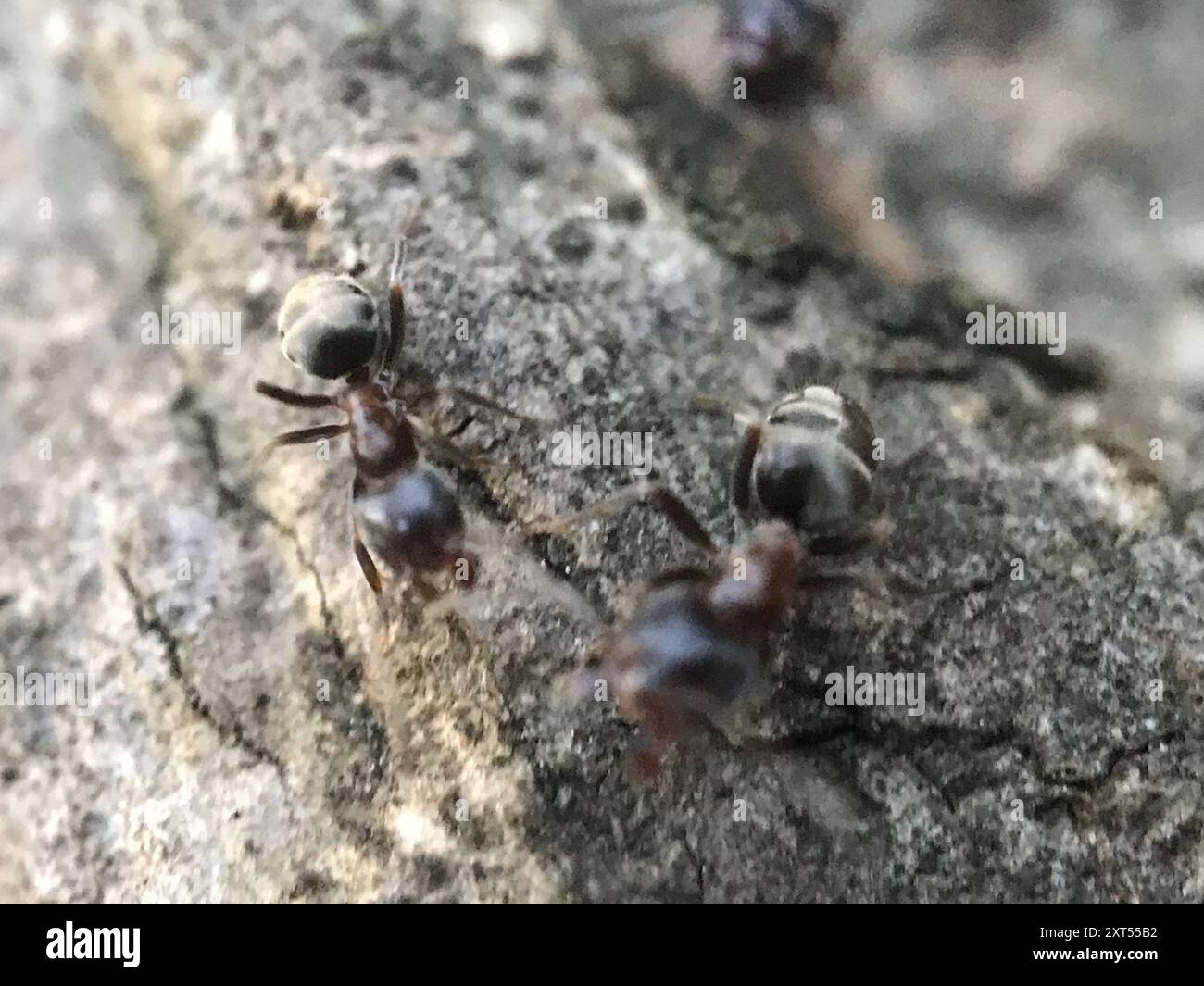 Western Velvety Tree Ant (Liometopum occidentale) Insecta Stock Photo ...