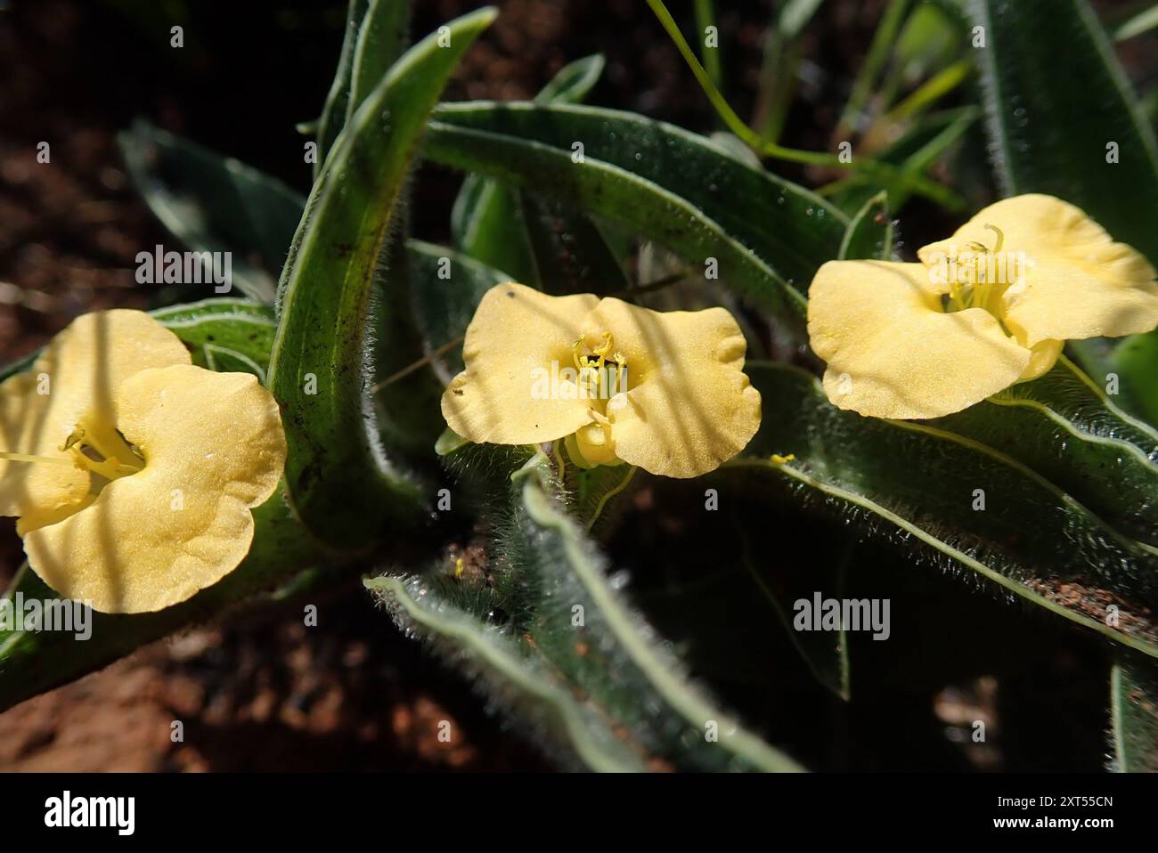 African Yellow Dayflower (Commelina africana) Plantae Stock Photo - Alamy