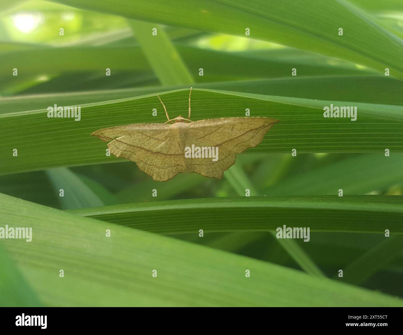 Cross-lined Wave (Timandra amaturaria) Insecta Stock Photo - Alamy