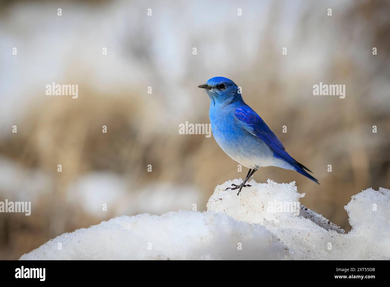 Male Mountain Bluebird (Sialia currucoides) on a snowbank near Creede ...