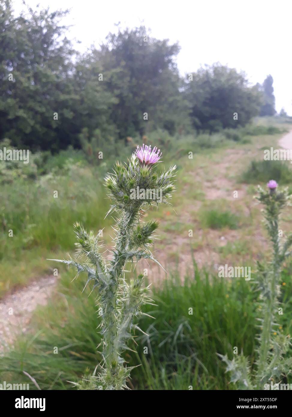 Slender Thistle (Carduus tenuiflorus) Plantae Stock Photo - Alamy
