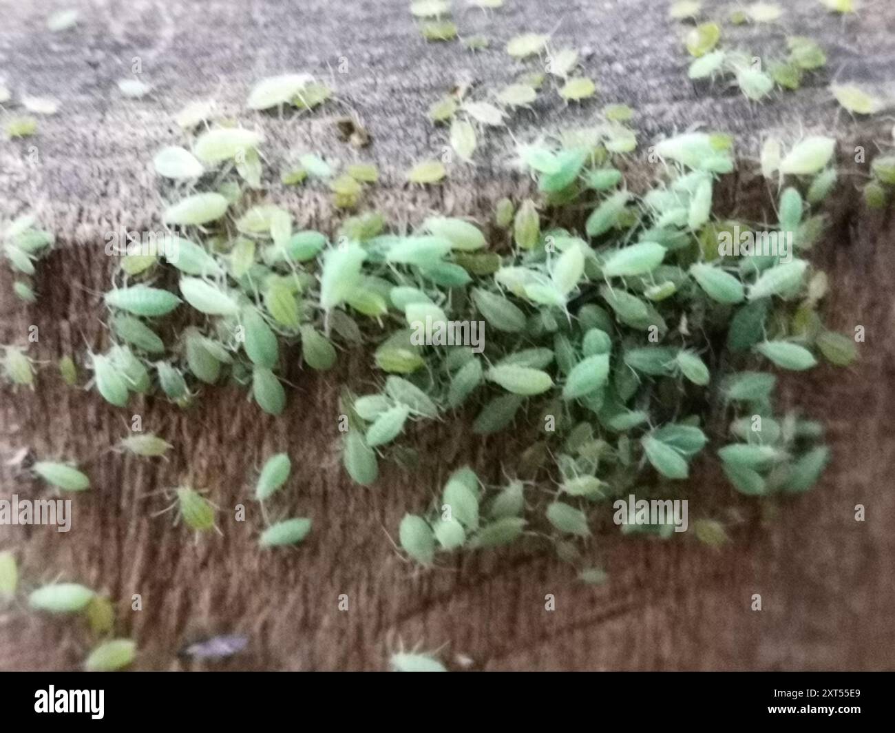 Aphids (Aphididae) Insecta Stock Photo - Alamy