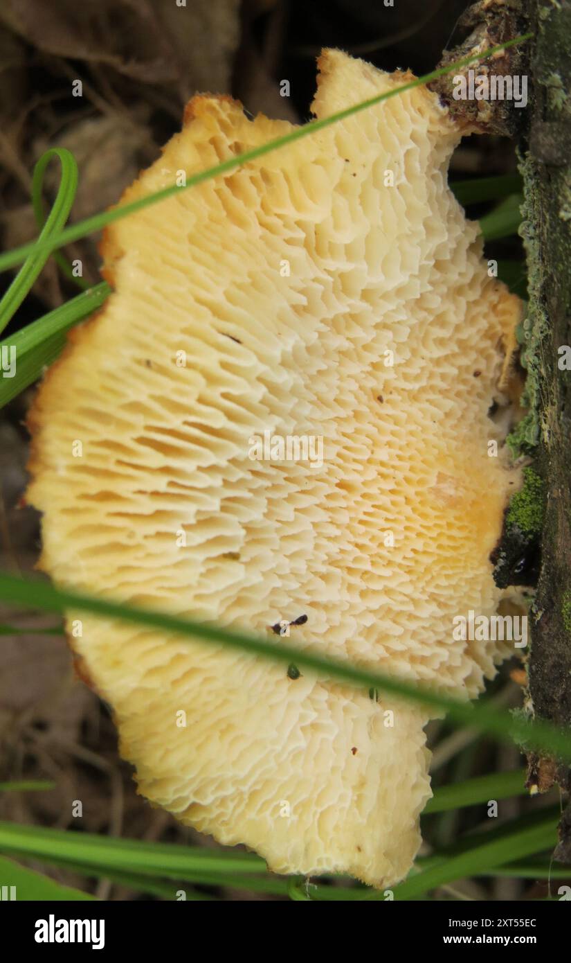 hexagonal-pored polypore (Neofavolus alveolaris) Fungi Stock Photo - Alamy