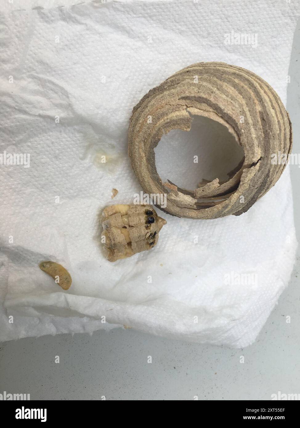 Hornets and Yellowjackets (Vespinae) Insecta Stock Photo - Alamy