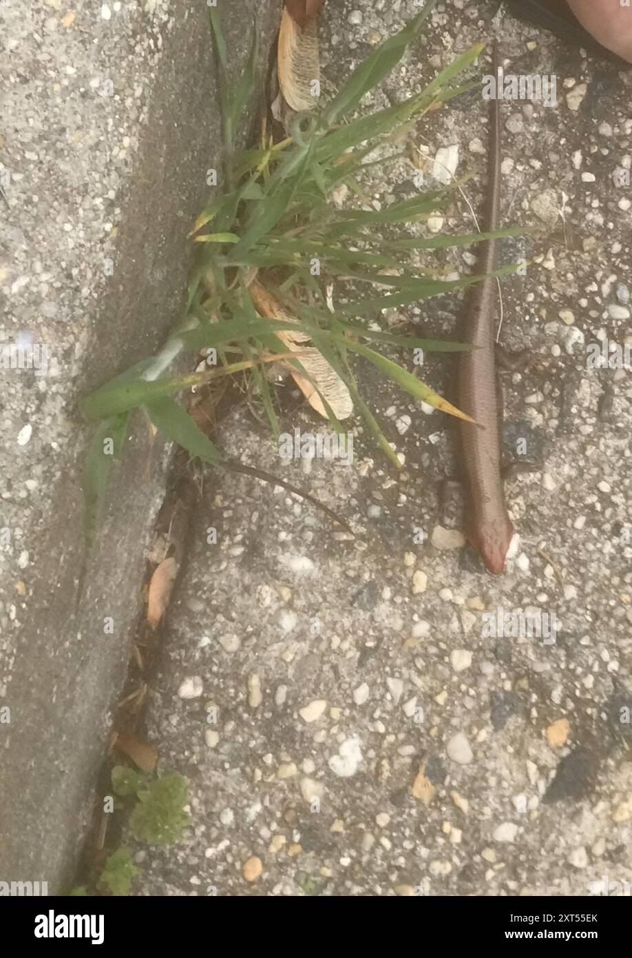 Common Five-lined Skink (Plestiodon fasciatus) Reptilia Stock Photo - Alamy