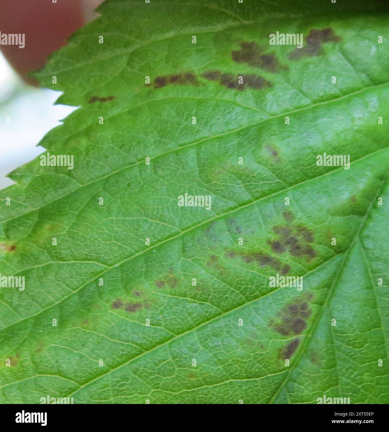 Quince leaf blight (Diplocarpon mespili) Fungi Stock Photo - Alamy