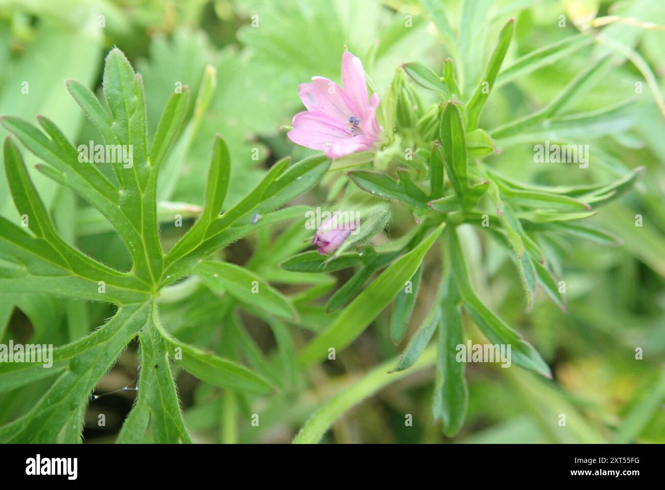 Cut-leaved crane's-bill (Geranium dissectum) Plantae Stock Photo - Alamy