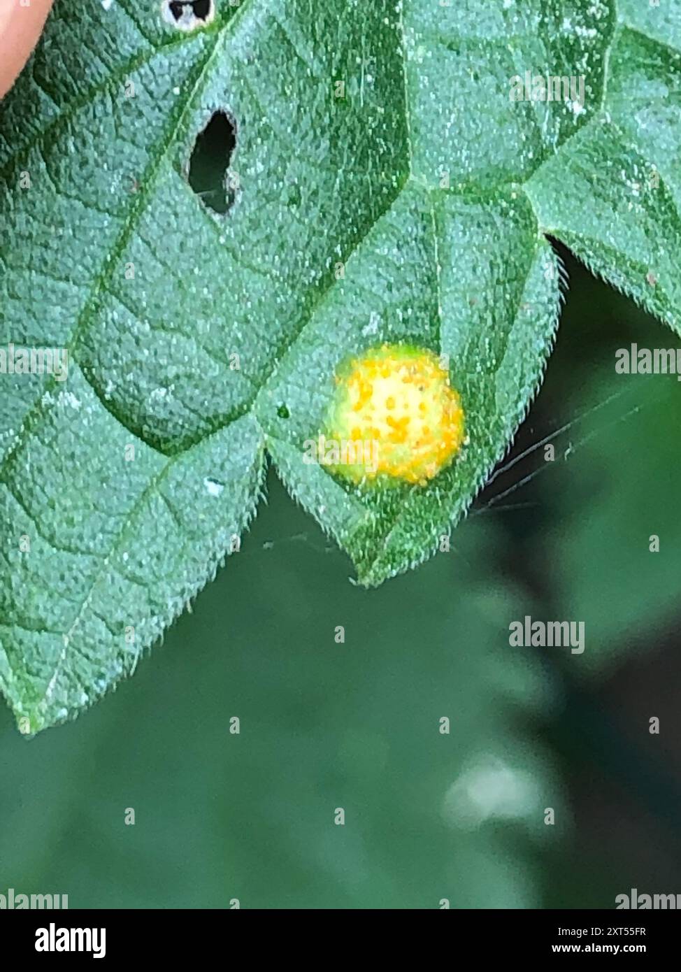 Nettle Clustercup Rust fungus (Puccinia urticata) Fungi Stock Photo - Alamy