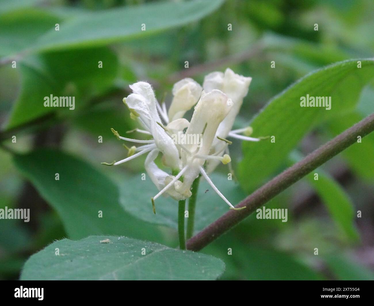 Fly Honeysuckle (Lonicera xylosteum) Plantae Stock Photo - Alamy