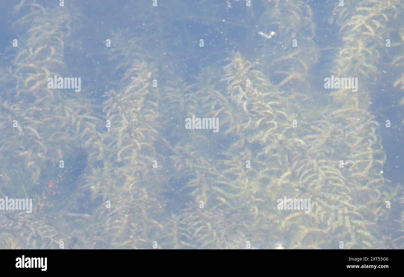 Canadian Waterweed (Elodea canadensis) Plantae Stock Photo - Alamy