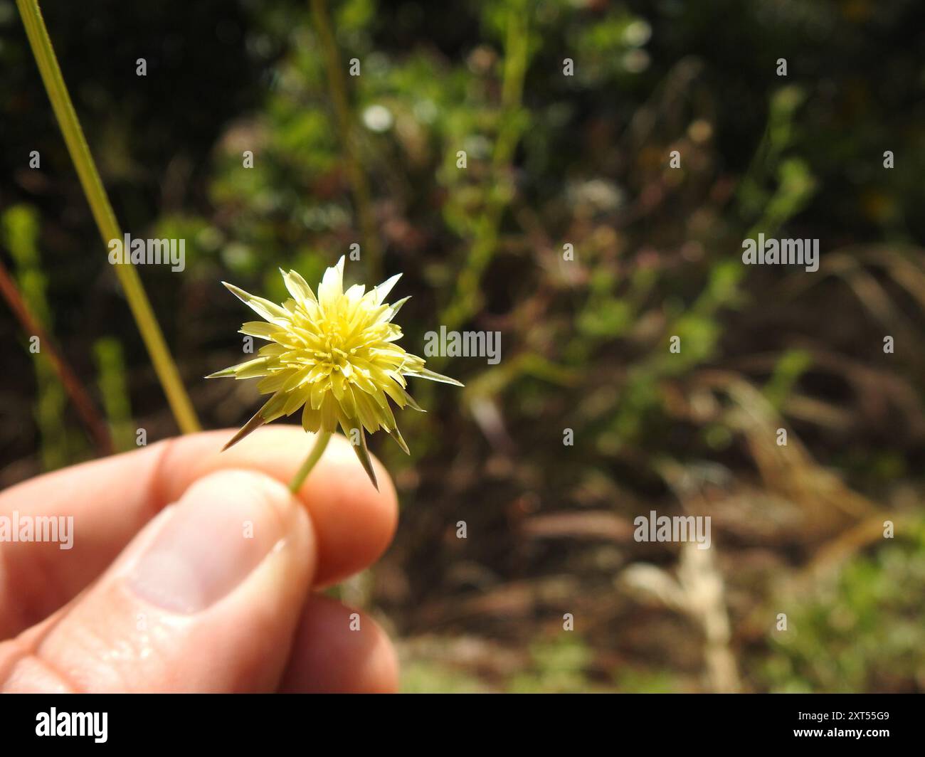 silverpuffs (Uropappus lindleyi) Plantae Stock Photo - Alamy