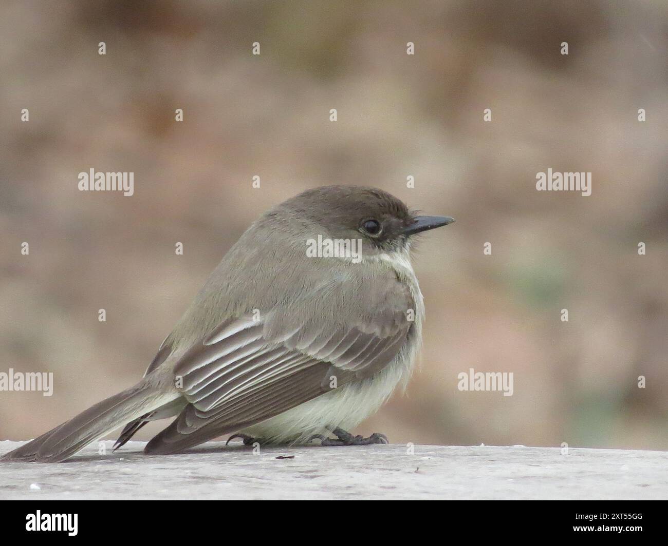 Eastern Phoebe (Sayornis phoebe) Aves Stock Photo - Alamy
