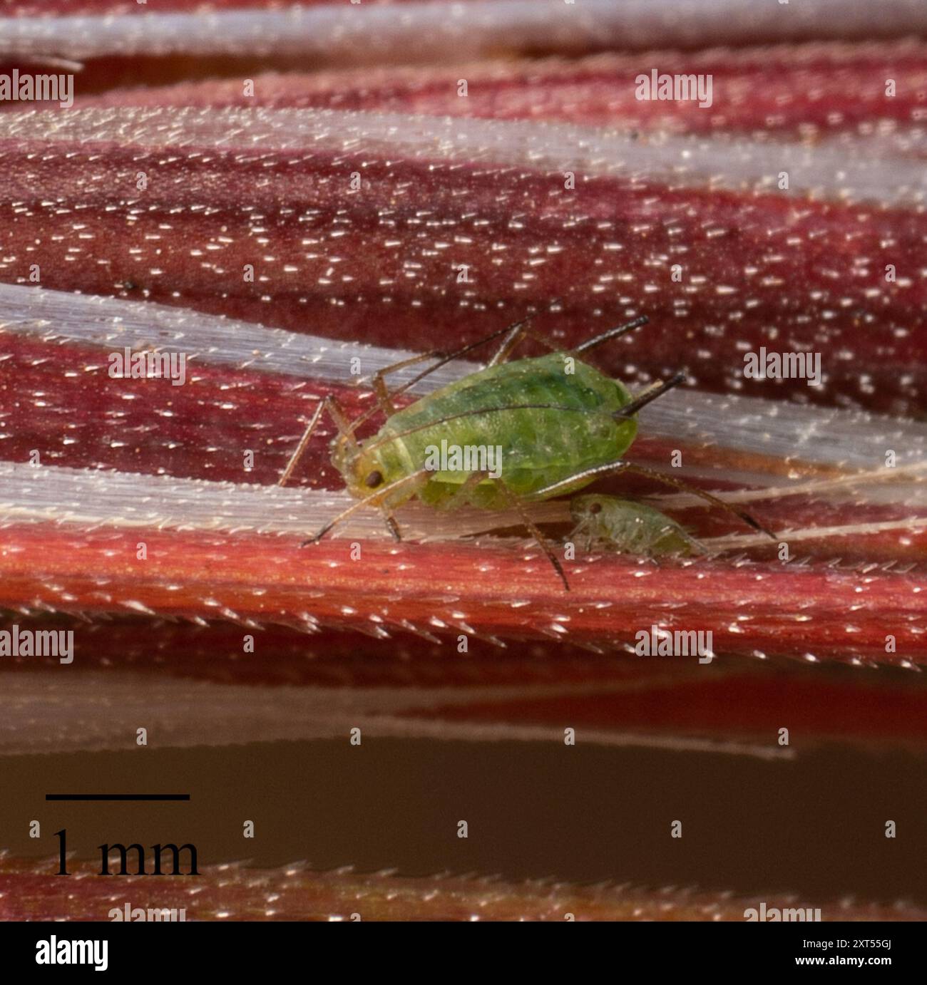 Grain Aphid (Sitobion fragariae) Insecta Stock Photo - Alamy