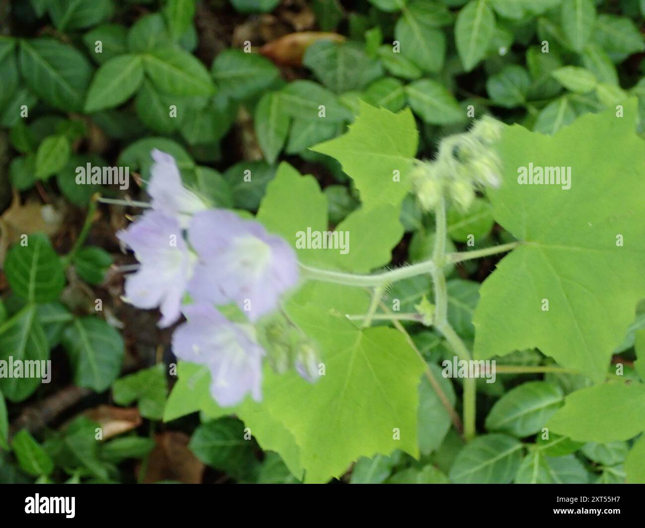 great waterleaf (Hydrophyllum appendiculatum) Plantae Stock Photo - Alamy