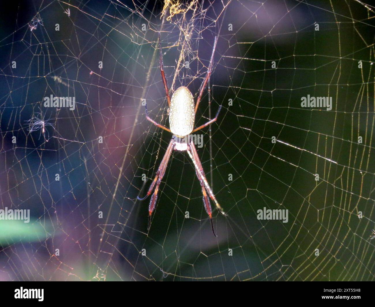 Golden Silk Spider (Trichonephila clavipes) Arachnida Stock Photo - Alamy