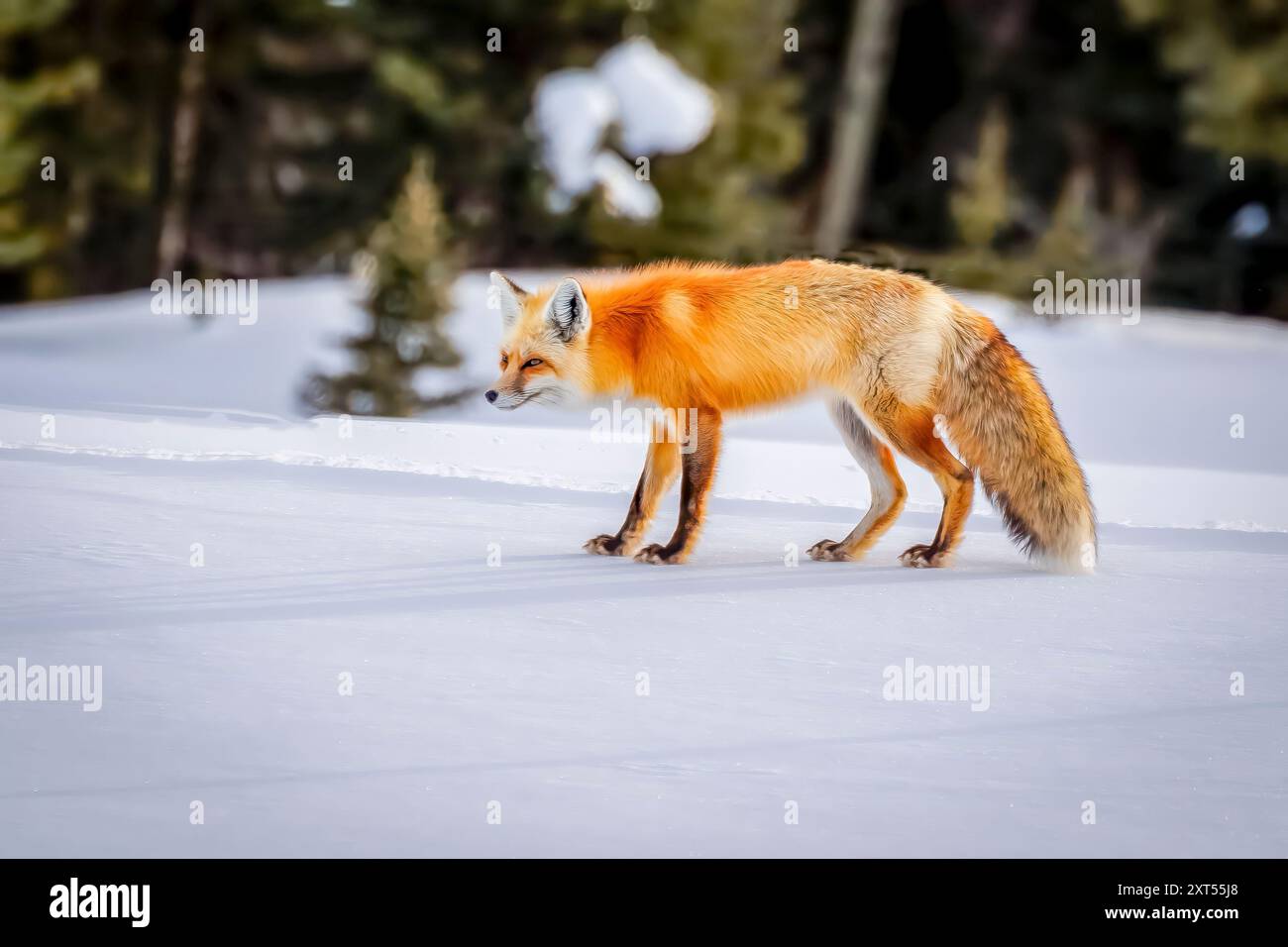Arctic fox jumping in snow hi-res stock photography and images - Alamy