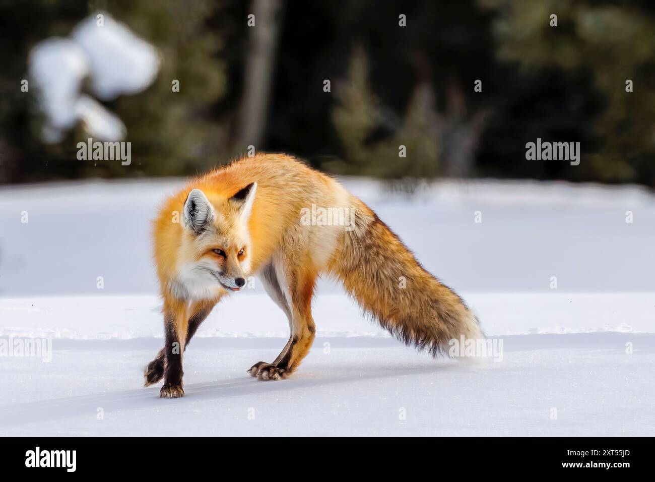 Red Fox (Vulpes vulpes) in the Snow in Colorado Stock Photo - Alamy