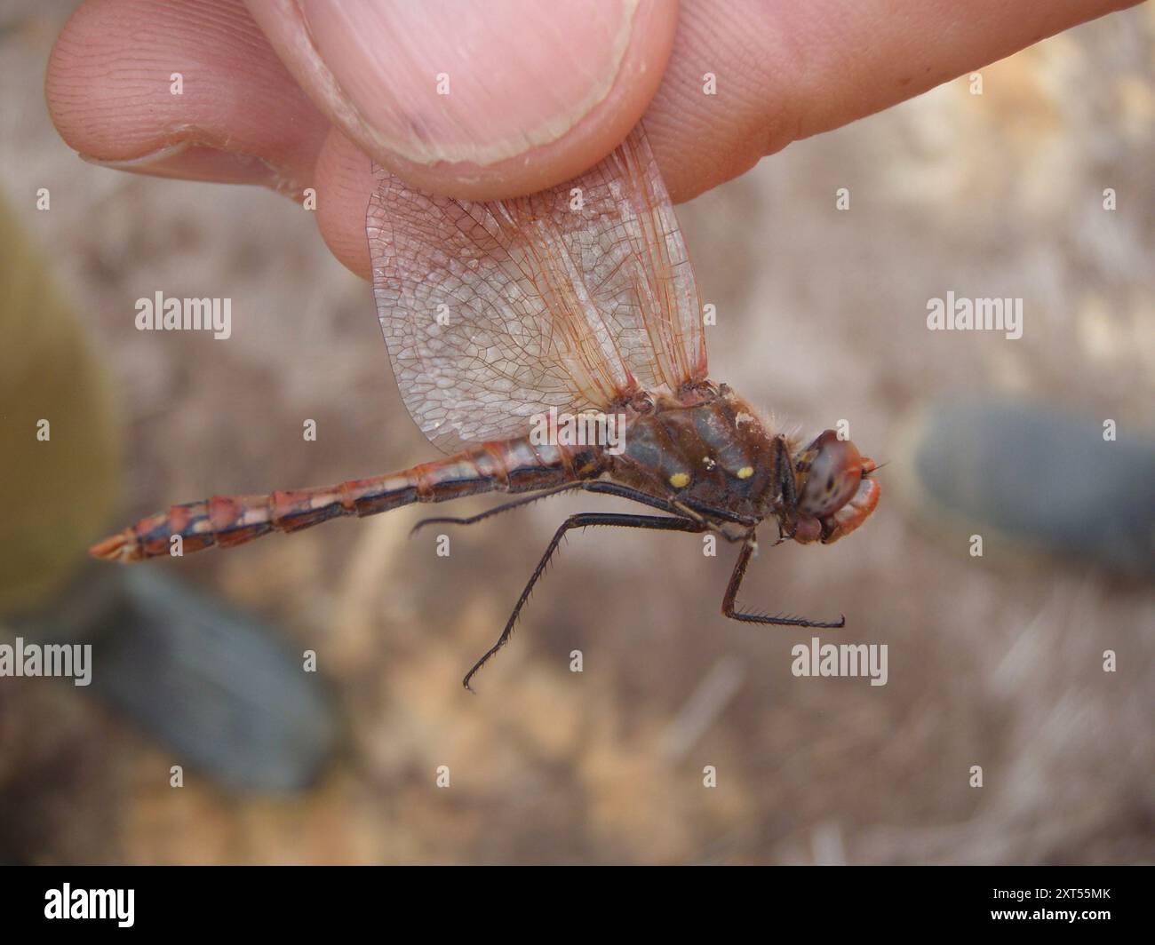 Variegated Meadowhawk (Sympetrum corruptum) Insecta Stock Photo - Alamy