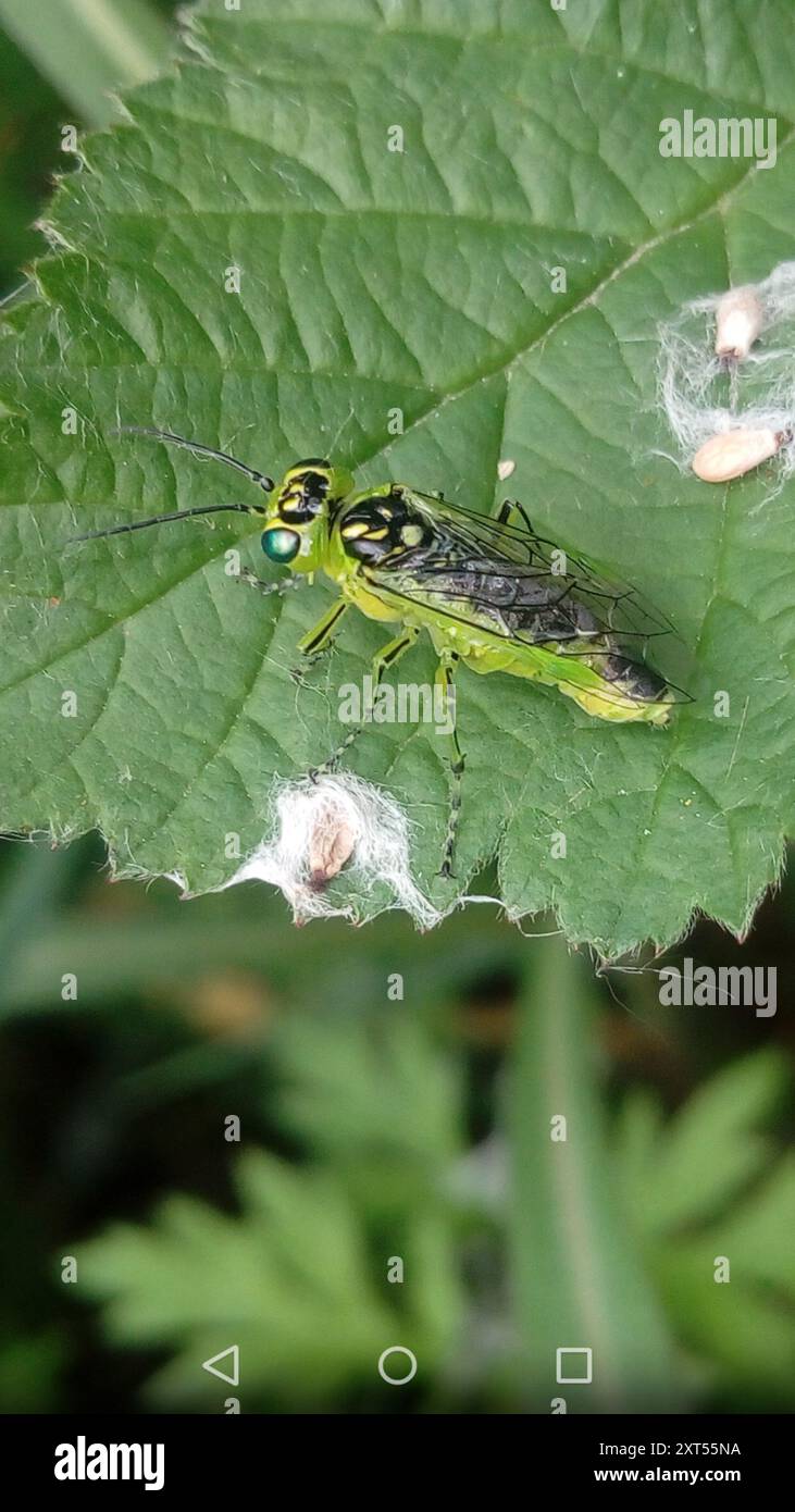 Dark Rhogogaster (Rhogogaster viridis) Insecta Stock Photo - Alamy