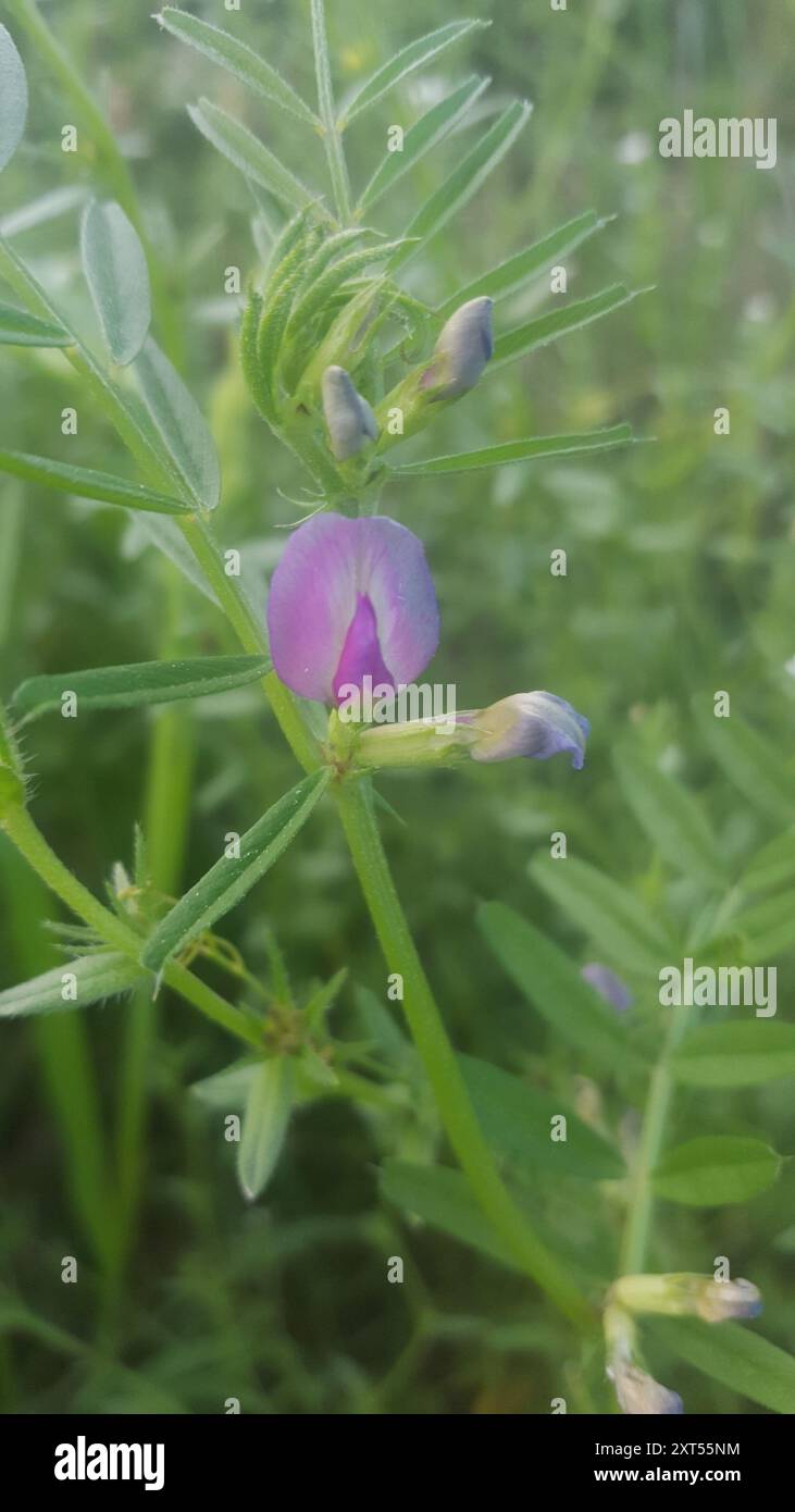 Common Vetch (Vicia sativa) Plantae Stock Photo - Alamy