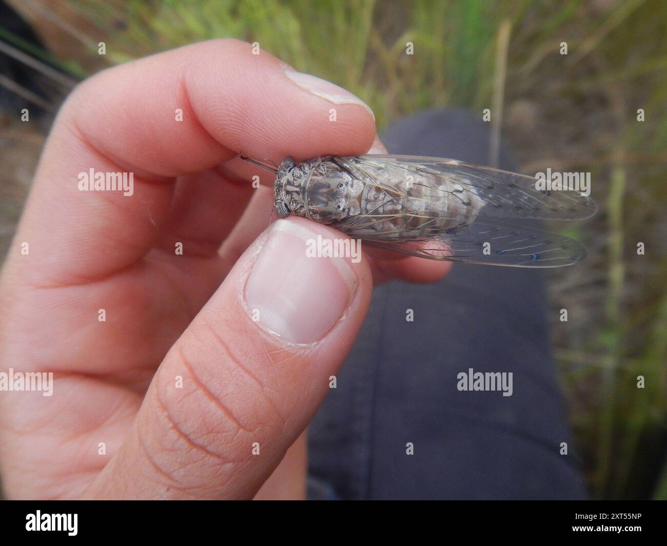 Ash Cicada (Cicada orni) Insecta Stock Photo - Alamy