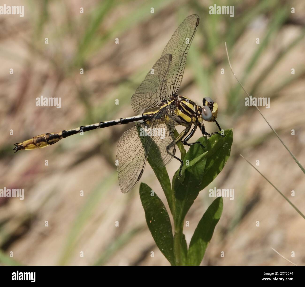 Sulphur-tipped Clubtail (Phanogomphus militaris) Insecta Stock Photo ...