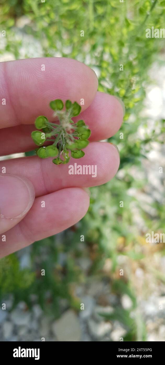 field peppergrass (Lepidium campestre) Plantae Stock Photo - Alamy