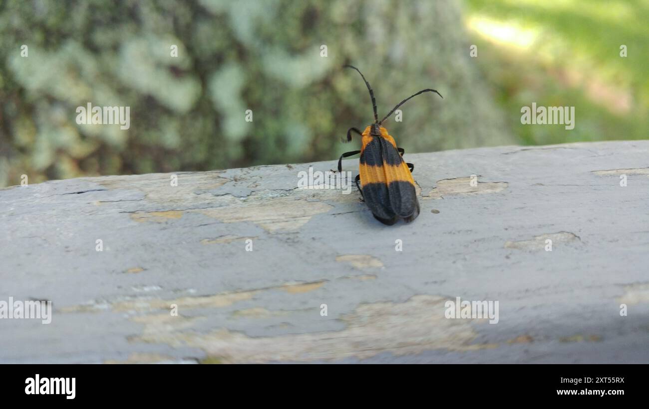 Reticulated Net-winged Beetle (Calopteron reticulatum) Insecta Stock ...