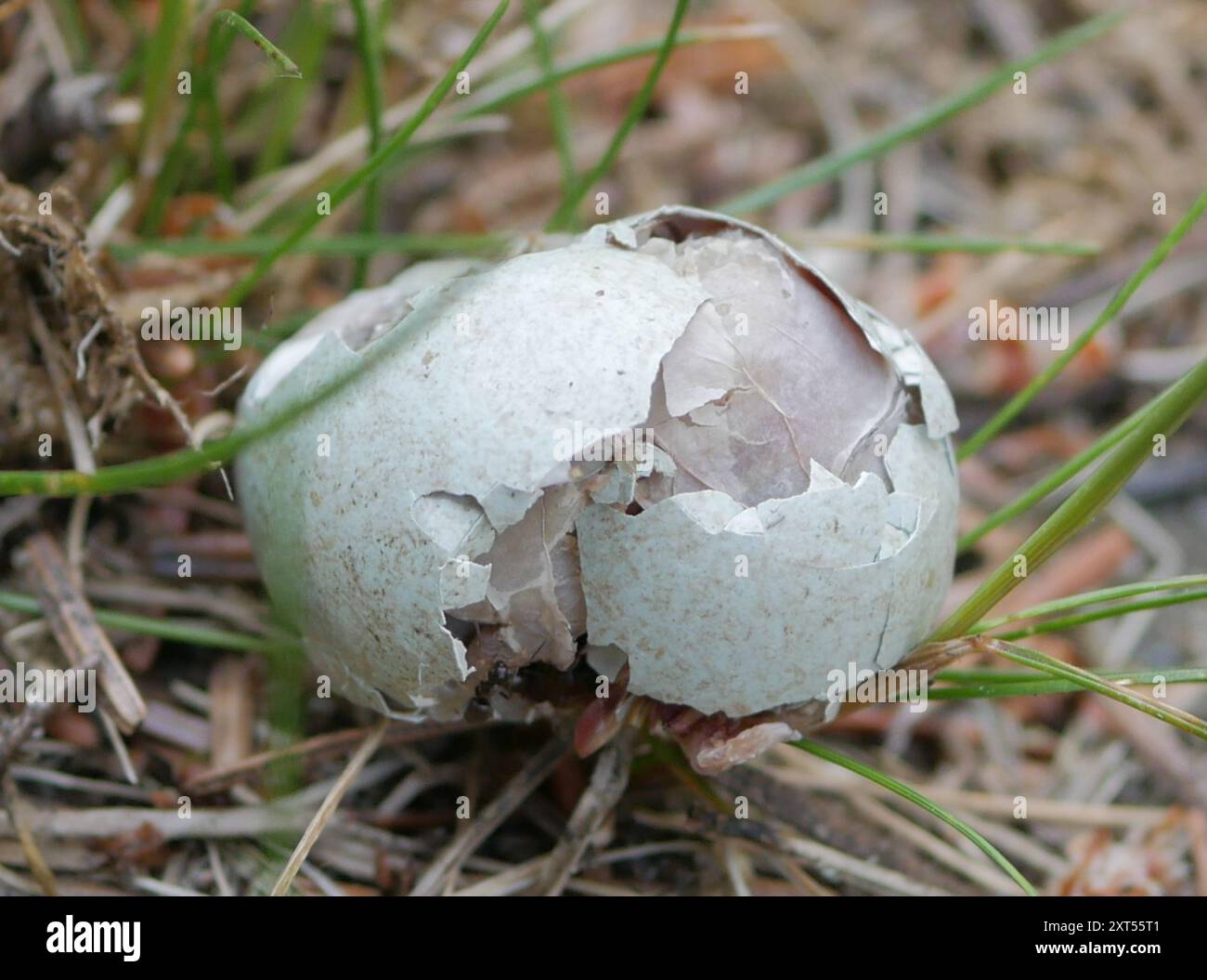 Birds (Aves) Aves Stock Photo - Alamy