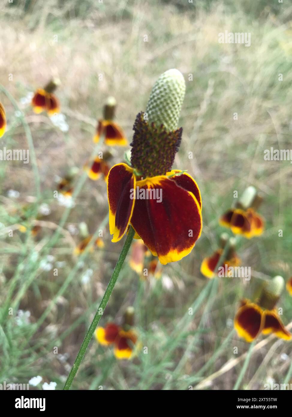 upright prairie coneflower (Ratibida columnifera) Plantae Stock Photo ...