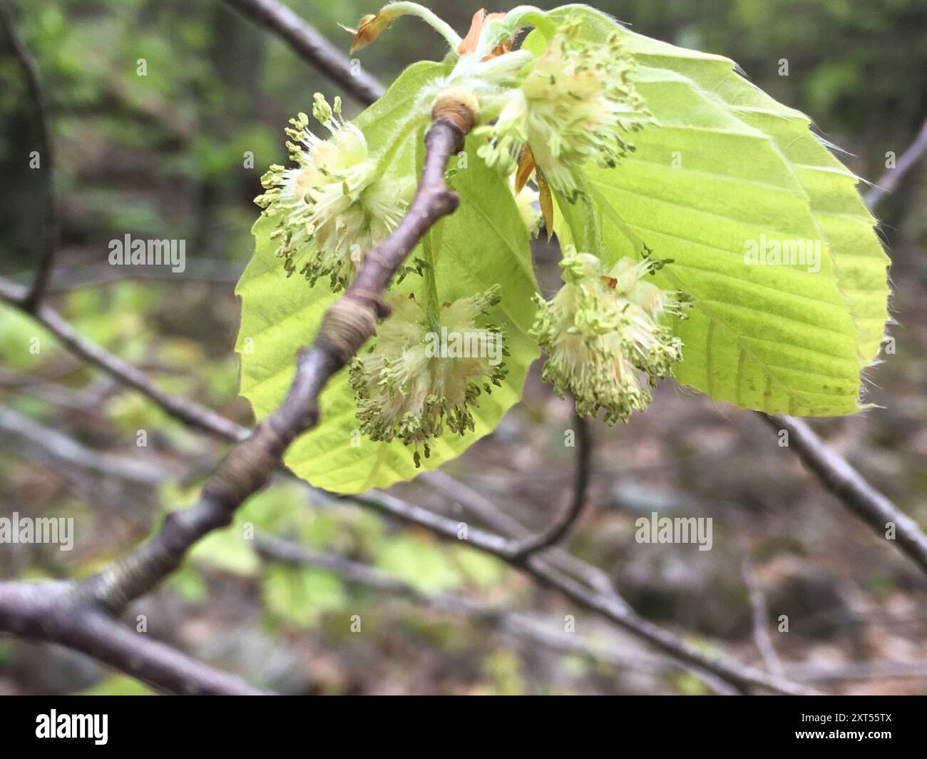 American beech (Fagus grandifolia) Plantae Stock Photo - Alamy